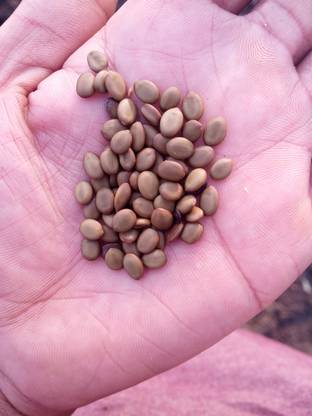 RUKDA Fresh Organic Shami Tree/Banni Tree/Vanni Maram/Jand/Prosopis ...