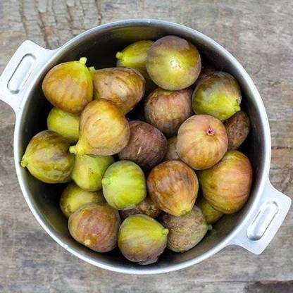 Chalisa Fig, Anjeer Seed Price in India - Buy Chalisa Fig, Anjeer Seed ...