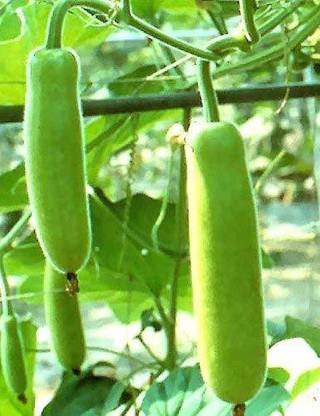 KANAYA Long Gourd Dudhi Zucca Lauki Seed Price in India - Buy KANAYA ...