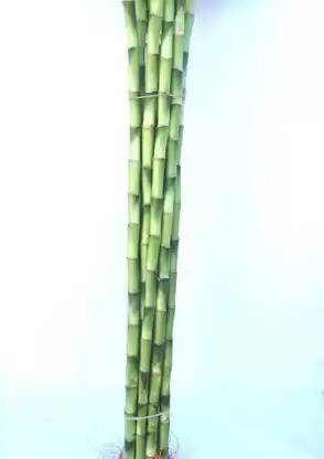 MAA Bamboo, Lucky bamboo Seed Price in India - Buy MAA Bamboo, Lucky ...