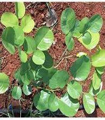 Fulmala Nursery Red Sandalwood Plant Price in India - Buy Fulmala ...