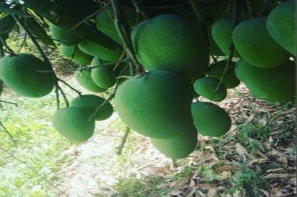 RAIYARAJ mengo seed, kesar mengo seed, rajapuri mengoseed, ratnagiri ...