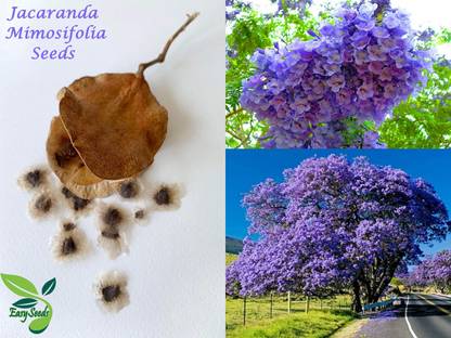 EasySeeds Blue Jacaranda, Nili Gulmohar, Nuper, flamboyant blue ...