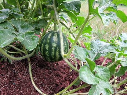 Biosnyg Tarbuj Organic Watermelon F1 Hybrid Seeds 100 Seeds Seed Price ...