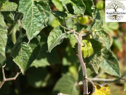 MAXKIA Tankari Macao Tepariyo Tipari Rasbhari plant, it is a plant not ...