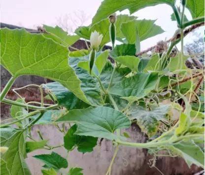 Aro Bottle Gourd, Kaddu, Lauki Seed Price in India - Buy Aro Bottle ...