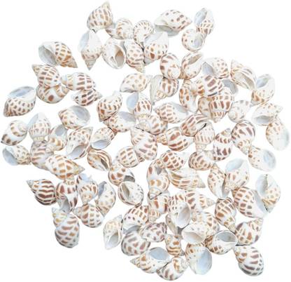 Maitri Export White Color Sea Shankh for Aquarium, Decoration, Art ...