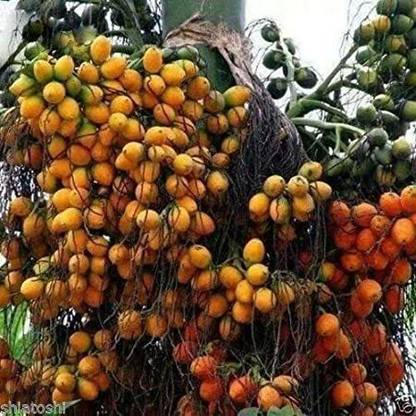Green view Betel Nut/Supari Plant Price in India - Buy Green view Betel ...