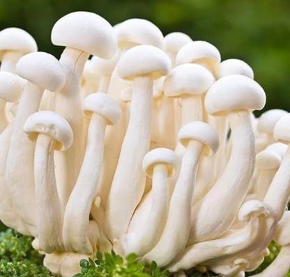 CARIBBEAN Mushroom seed, Mushroom hybrid seed, Best mushroom plant seed ...
