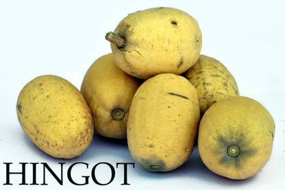 RUKDA Hingot, Angavriksha, alanites Aglalida, Hingan, Ingudi Fruit Seed ...