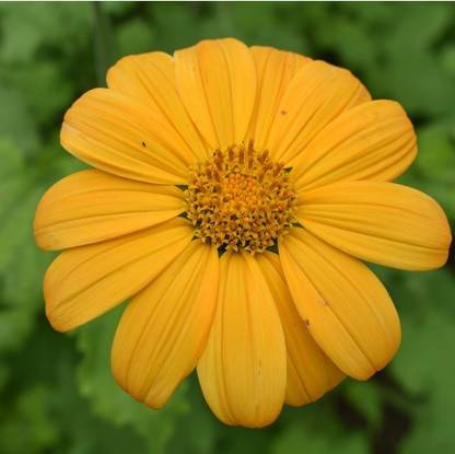 madrid Tithonia 'Torch Yellow' Seed Price in India - Buy madrid ...