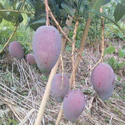 Japanese Miyazaki Grafted Live Mango Plant Price in India - Buy ...