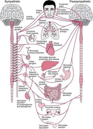 SYMPATHETIC and PARASYMPATHETIC POSTER in Best Quality Clearly ...