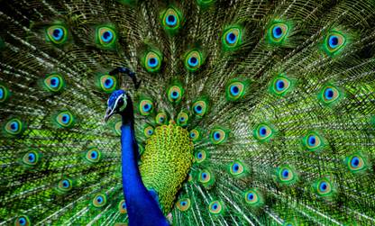 Peacock Poster, Mor POSTER, birds poster, beautifull Peacock Poster for ...