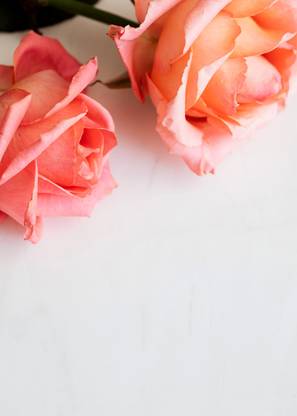 Flower POSTER, Rose POSTER, Rose Flower Poster for Wall, Flowers Poster ...