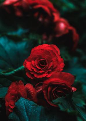 Flower POSTER, Rose POSTER, Rose Flower Poster for Wall, Flowers Poster ...