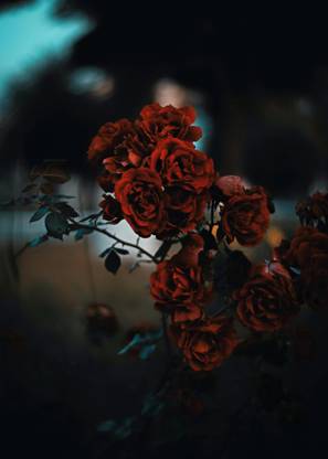 Flower POSTER, Rose POSTER, Rose Flower Poster for Wall, Flowers Poster ...