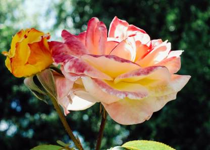 Flower POSTER, Rose POSTER, Rose Flower Poster for Wall, Flowers Poster ...