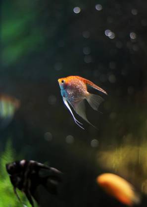 FISH POSTER, Sea poster, ANIMALS Poster for Wall, Nature Posters | A3 ...