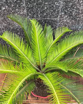 Cloud Farm Cycus Revoluta Plant Price in India - Buy Cloud Farm Cycus ...