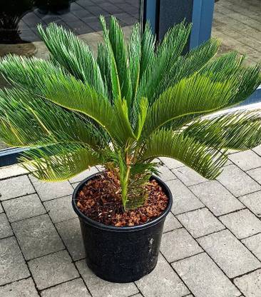Cloud Farm Cycus Revoluta Plant Price in India - Buy Cloud Farm Cycus ...