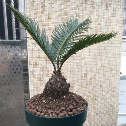 Cloud Farm Cycus Revoluta Plant Price in India - Buy Cloud Farm Cycus ...