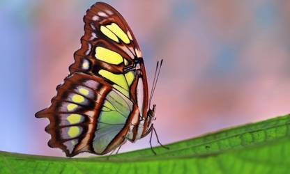 butterfly poster & Titli POSTERS, Dragonfly Poster, Insects Poster ...