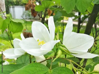 Decorate The World Kanchana Plant Price in India - Buy Decorate The ...