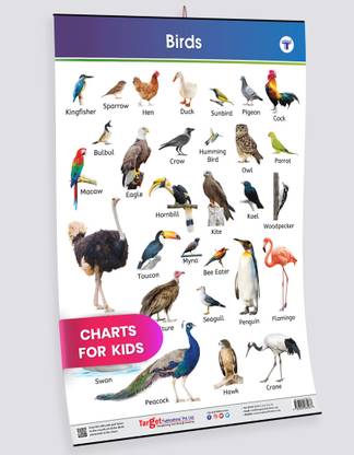 Kids Learning Wall Chart | Birds Chart For Kids | Charts For Children ...