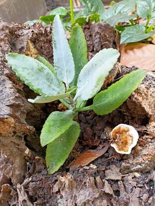 SANGEETS COLLECTION patharkuchi, ranakalli, amarapoi, dupor tenga ...