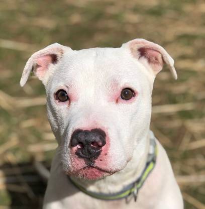 Dog Poster, Puppy Dog POSTER, Cute Dog Poster, Dogs Poster, ANIMALS ...