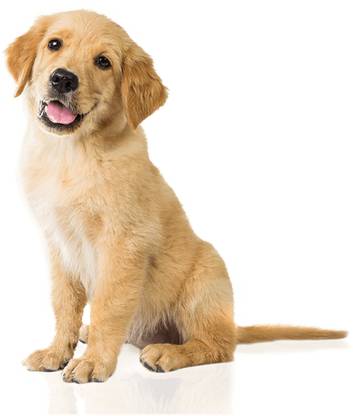 Dog Poster, Puppy Dog POSTER, Cute Dog Poster, Dogs Poster, ANIMALS ...