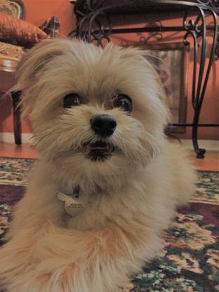 Dog Poster, Puppy Dog POSTER, Cute Dog Poster, Dogs Poster, ANIMALS ...