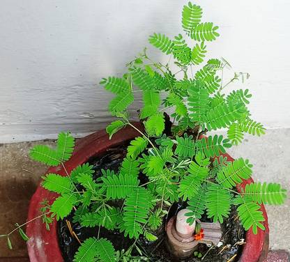 Cloud Farm Shami/Jand Plant Price in India - Buy Cloud Farm Shami/Jand ...