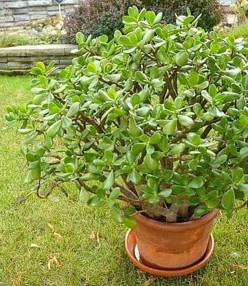 Cloud Farm Jade Plant Price in India - Buy Cloud Farm Jade Plant online ...