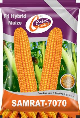 CALYXSEEDS : SAMRAT 7070-F1 HYBRID MAIZE, HYBRID CORN, HYBRID MAKKA ...