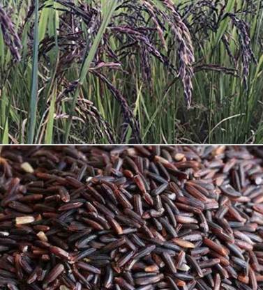 AYODHYAvati Kala Namak Dhan beej 500g Seed Price in India - Buy ...