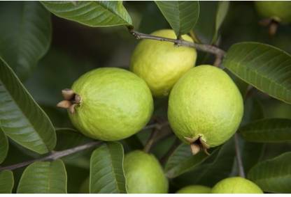 Fulmala Nursery Guava Plant Price in India - Buy Fulmala Nursery Guava ...