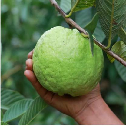 Fulmala Nursery Guava Plant Price in India - Buy Fulmala Nursery Guava ...