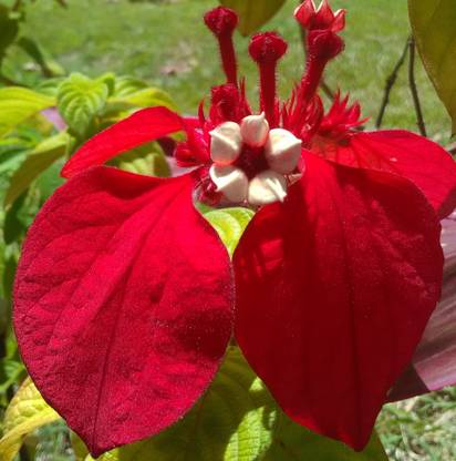 Globalplants Mussaenda Plant Price in India - Buy Globalplants ...