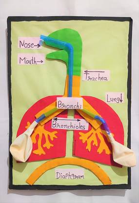 the craft gurus Working model of human Respiratory System - For School ...