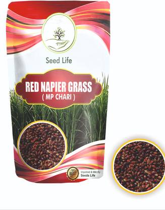 SeedLife Red Napier Grass Seed | MP Chari Seeds | Multi Cut Fodder For ...