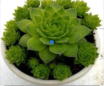 TREEHUB Laxmi Kamal Plant Price in India - Buy TREEHUB Laxmi Kamal ...