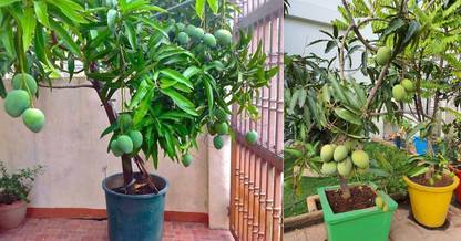 Krishna Himsagar Mango Mango Plant Price in India - Buy Krishna ...