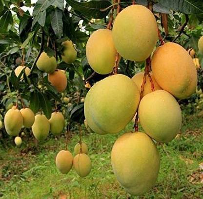 Krishna Himsagar Mango Mango Plant Price in India - Buy Krishna ...