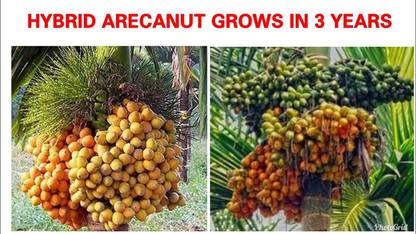 My Dream Nursery Betel Nut/Supari Plant Price in India - Buy My Dream ...