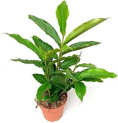 Daffodils Elaichi/Cardamom Plant Price in India - Buy Daffodils Elaichi ...