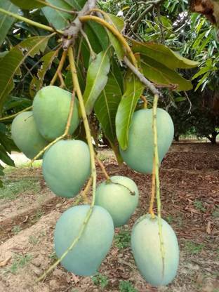 Himsagar Grafted Mango Plant Price in India - Buy Himsagar Grafted ...