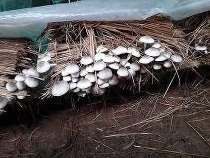 Monday Square Generation One High Yield Paddy Straw Mushroom Spawn ...