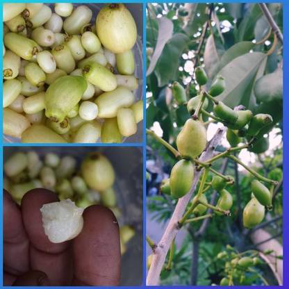 Cloud Farm Jamun Plant Price in India - Buy Cloud Farm Jamun Plant ...